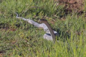 13 Fearsome Black Mamba Facts - Fact Animal