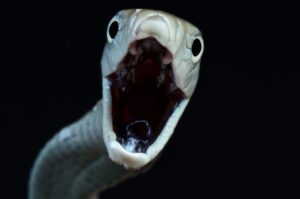 13 Fearsome Black Mamba Facts - Fact Animal