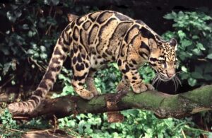 12 Fascinating Clouded Leopard Facts - Fact Animal