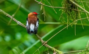 7 Cool Club-Winged Manakin Facts - Fact Animal