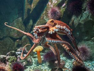 14 Fascinating Giant Pacific Octopus Facts - Fact Animal