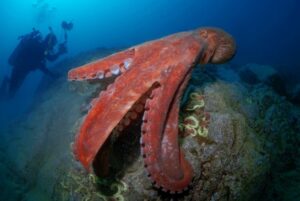 14 Fascinating Giant Pacific Octopus Facts - Fact Animal