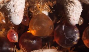 7 Honeypot Ant Facts - Fact Animal