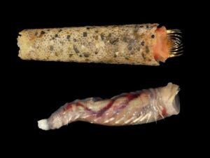 8 Intriguing Ice Cream Cone Worm Facts - Fact Animal