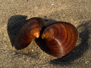 The 10 Longest Living Animals on Earth - Fact Animal