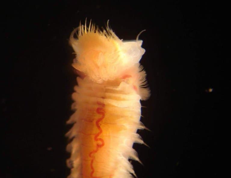 8 Intriguing Ice Cream Cone Worm Facts Fact Animal