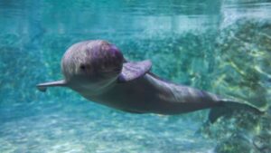 10 Porpoise Facts - Fact Animal