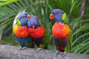 The 10 Most Colorful Birds on Earth - Fact Animal