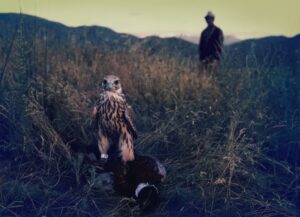 11 Extraordinary Saker Falcon Facts - Fact Animal