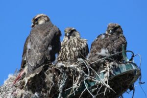 11 Extraordinary Saker Falcon Facts - Fact Animal