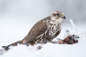 11 Extraordinary Saker Falcon Facts - Fact Animal