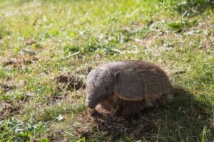15 Screaming Hairy Armadillo Facts - Fact Animal