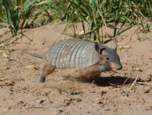 15 Screaming Hairy Armadillo Facts - Fact Animal