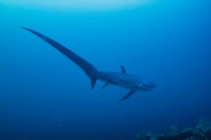 10 Thresher Shark Facts - Fact Animal