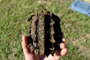 11 Awesome Alligator Snapping Turtle Facts - Fact Animal