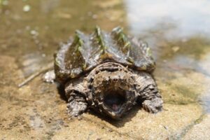 11 Awesome Alligator Snapping Turtle Facts - Fact Animal