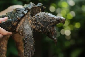 11 Awesome Alligator Snapping Turtle Facts - Fact Animal