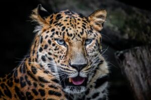 10 Fascinating Amur Leopard Facts - Fact Animal