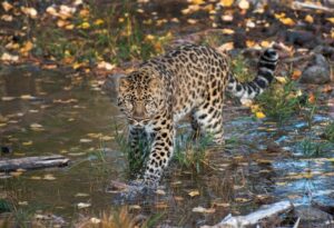 10 Fascinating Amur Leopard Facts - Fact Animal