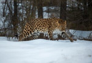 10 Fascinating Amur Leopard Facts - Fact Animal
