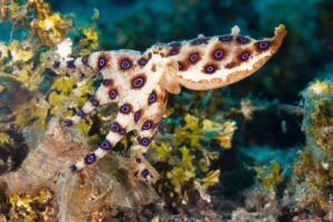 8 Deadly Blue-Ringed Octopus Facts - Fact Animal