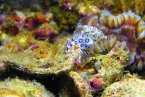 8 Deadly Blue-Ringed Octopus Facts - Fact Animal