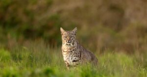 12 Fascinating Bobcat Facts - Fact Animal