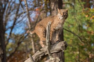 12 Fascinating Bobcat Facts - Fact Animal