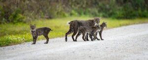 12 Fascinating Bobcat Facts - Fact Animal