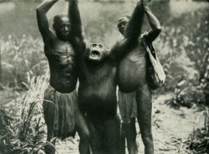 Bizarre Bondo Apes Facts (Aka 'Bili Apes') - Fact Animal