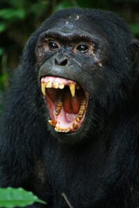 Bizarre Bondo Apes Facts (Aka 'Bili Apes') - Fact Animal