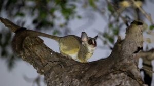 17 Cute Galago (Bush Babies) Facts - Fact Animal