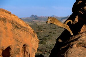 The 10 Highest Jumping Animals In The World - Fact Animal