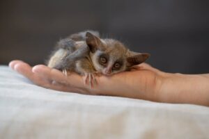 17 Cute Galago (Bush Babies) Facts - Fact Animal