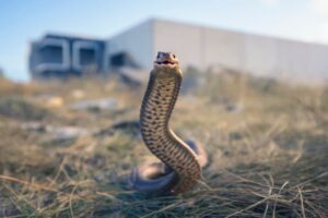 The Fastest Snakes in the World - Fact Animal