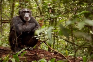 Bizarre Bondo Apes Facts (Aka 'Bili Apes') - Fact Animal