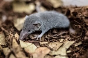 14 Etruscan Shrew Facts - Fact Animal