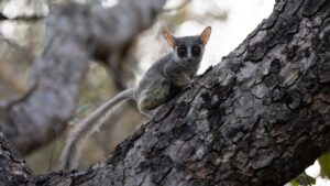 17 Cute Galago (Bush Babies) Facts - Fact Animal