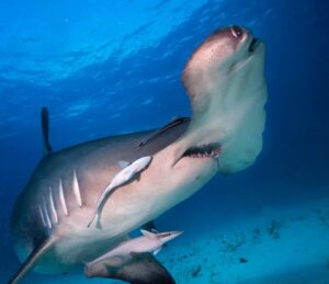 10 Great Hammerhead Shark Facts - Fact Animal