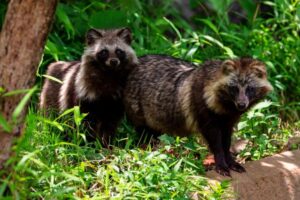 13 Crazy Raccoon Dog Facts - Fact Animal