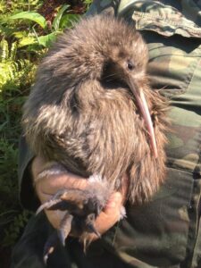 11 Cool Kiwi Bird Facts - Fact Animal