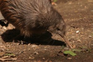 11 Cool Kiwi Bird Facts - Fact Animal