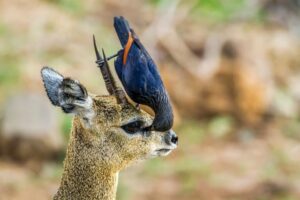 10 Kool Klipspringer Facts - Fact Animal