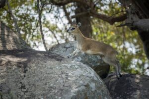 The 10 Highest Jumping Animals In The World - Fact Animal