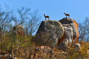 10 Kool Klipspringer Facts - Fact Animal