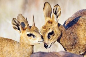 10 Kool Klipspringer Facts - Fact Animal