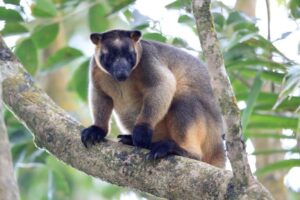 10 Little-Known Tree Kangaroo Facts - Fact Animal