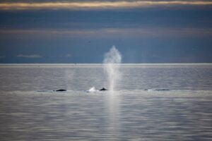 10 Mesmerizing Minke Whale Facts - Fact Animal