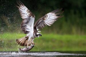 10 Fascinating Osprey Facts - Fact Animal