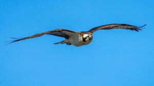 10 Fascinating Osprey Facts - Fact Animal